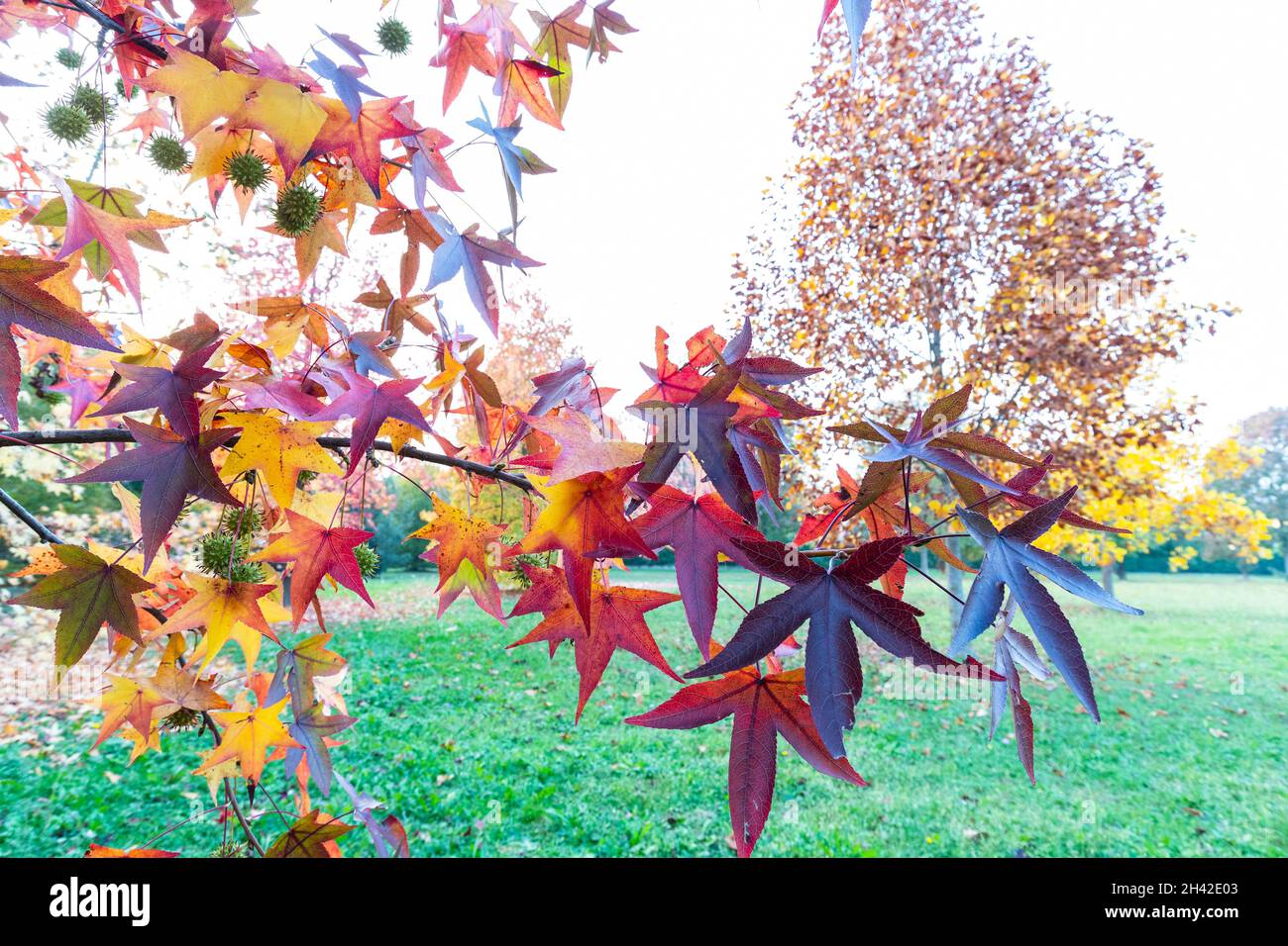 End of October in metropolitan city of Venice where trees show amazing ...