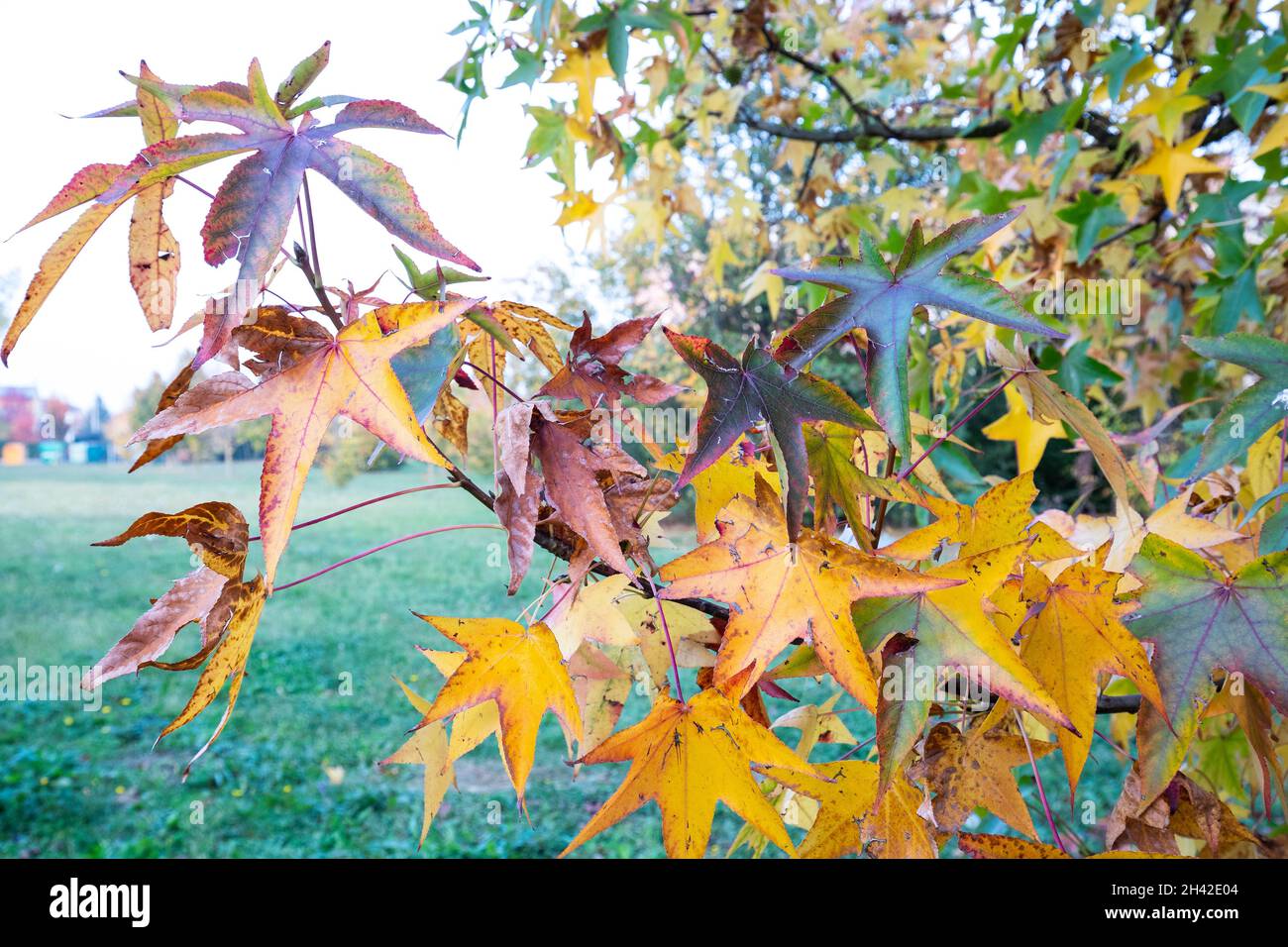 End of October in metropolitan city of Venice where trees show amazing ...