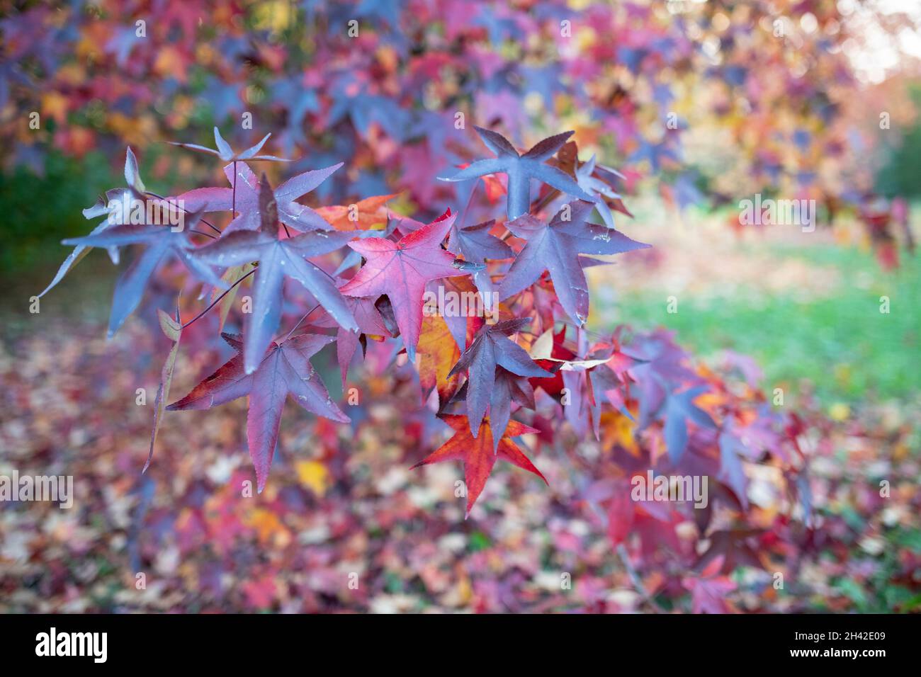 End of October in metropolitan city of Venice where trees show amazing ...