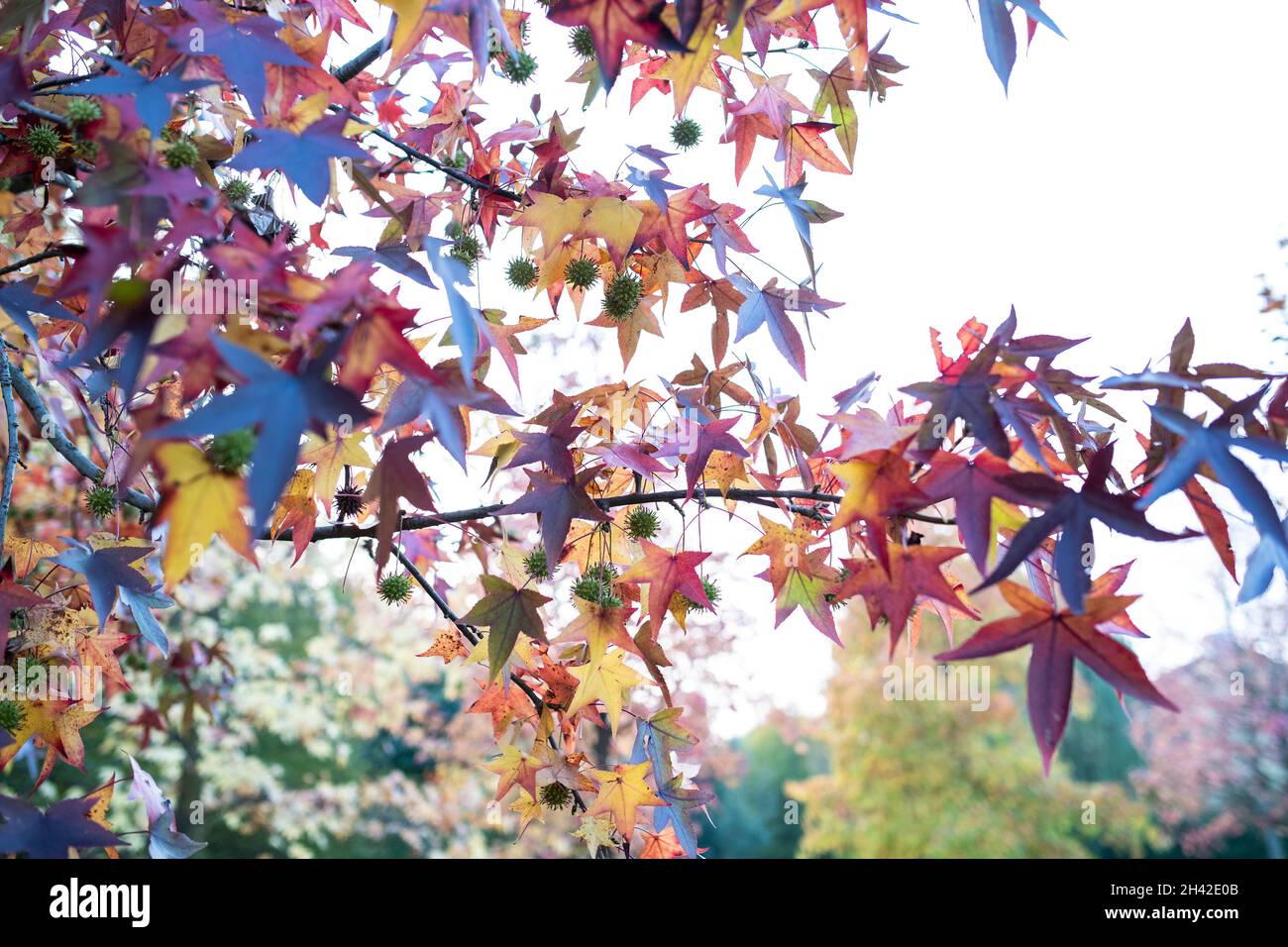 End of October in metropolitan city of Venice where trees show amazing ...