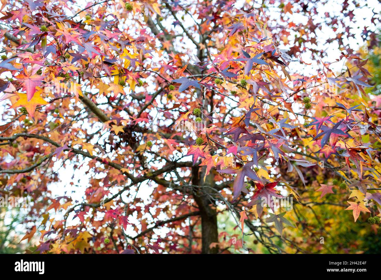 End of October in metropolitan city of Venice where trees show amazing ...
