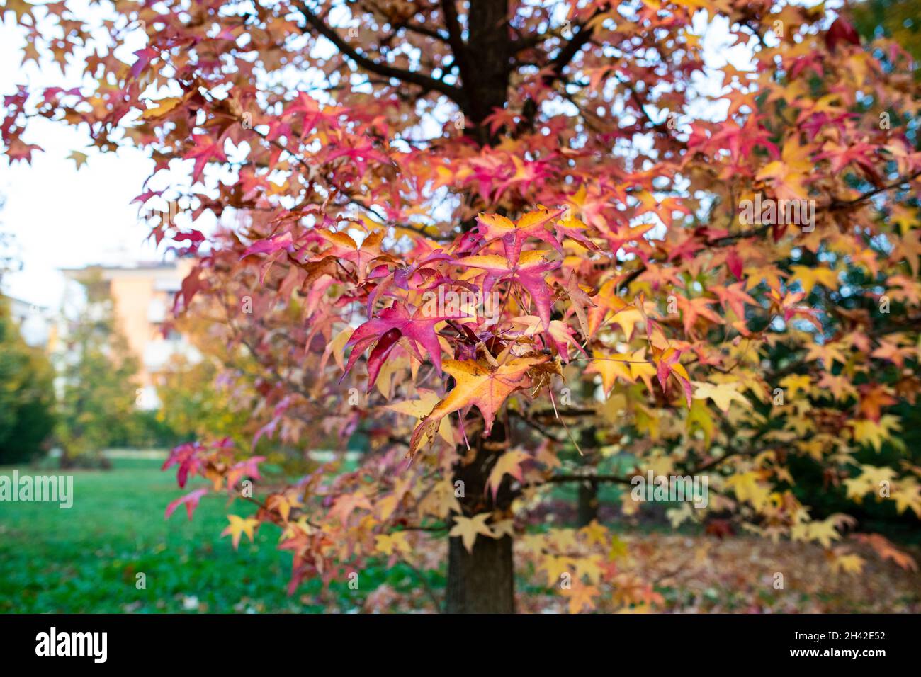 End of October in metropolitan city of Venice where trees show amazing ...