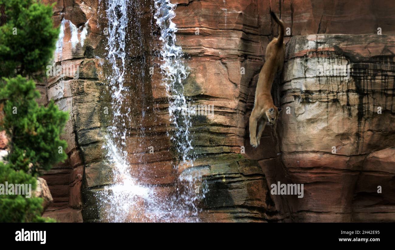 A cat jumping from the rock near the waterfall Stock Photo - Alamy