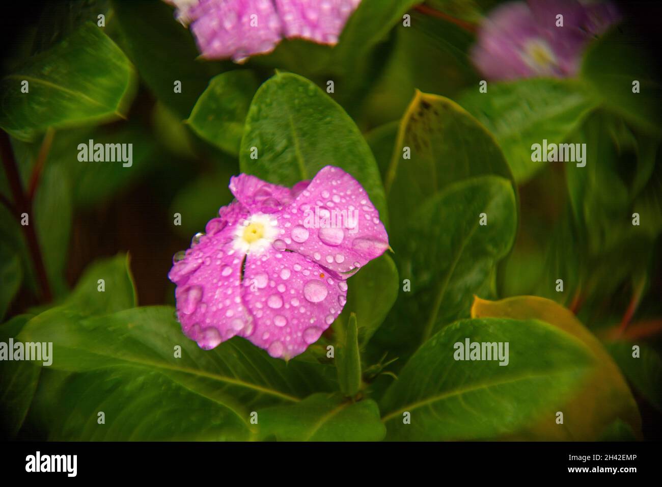 Arte fauna hi-res stock photography and images - Alamy