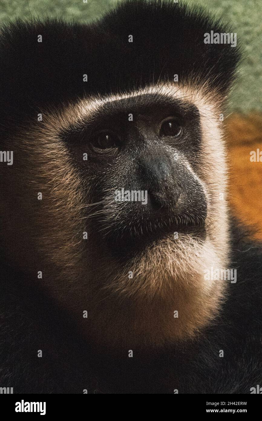 Sad baby monkey hi-res stock photography and images - Alamy