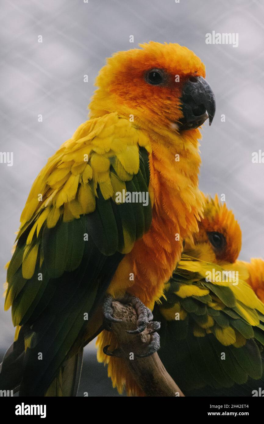 Parro hi-res stock photography and images - Alamy