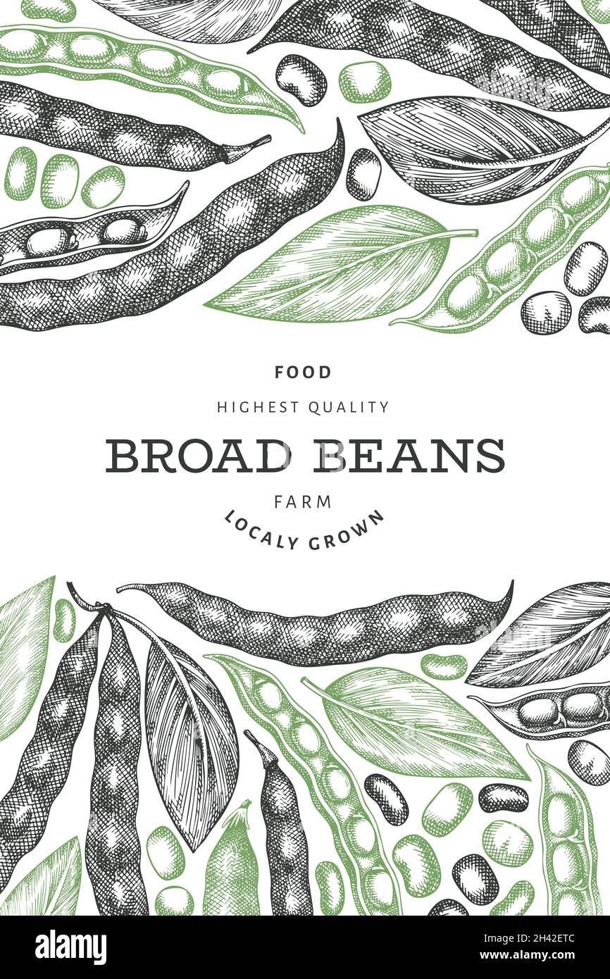 Hand drawn broad beans design template. Organic fresh food vector ...