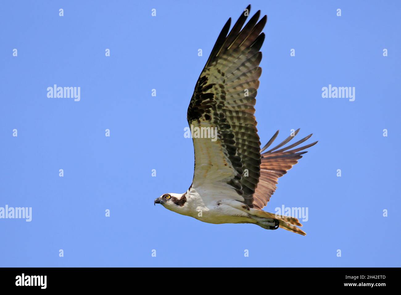 Osprey flying in the sky Stock Photo - Alamy