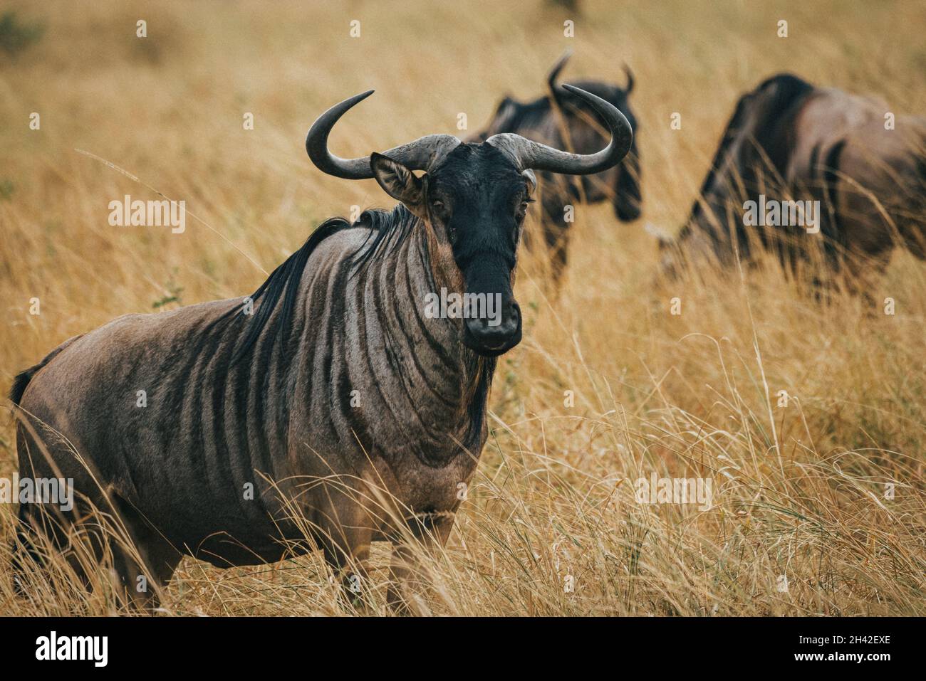 A group of wildebeests in the savannah of Mikumi Stock Photo - Alamy