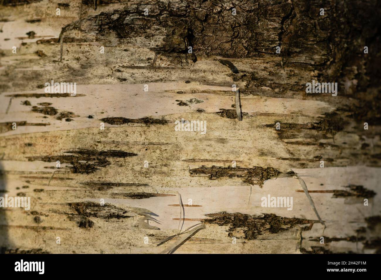 Birch bark. Untouched natural art, wooden texture. Stylish background ...