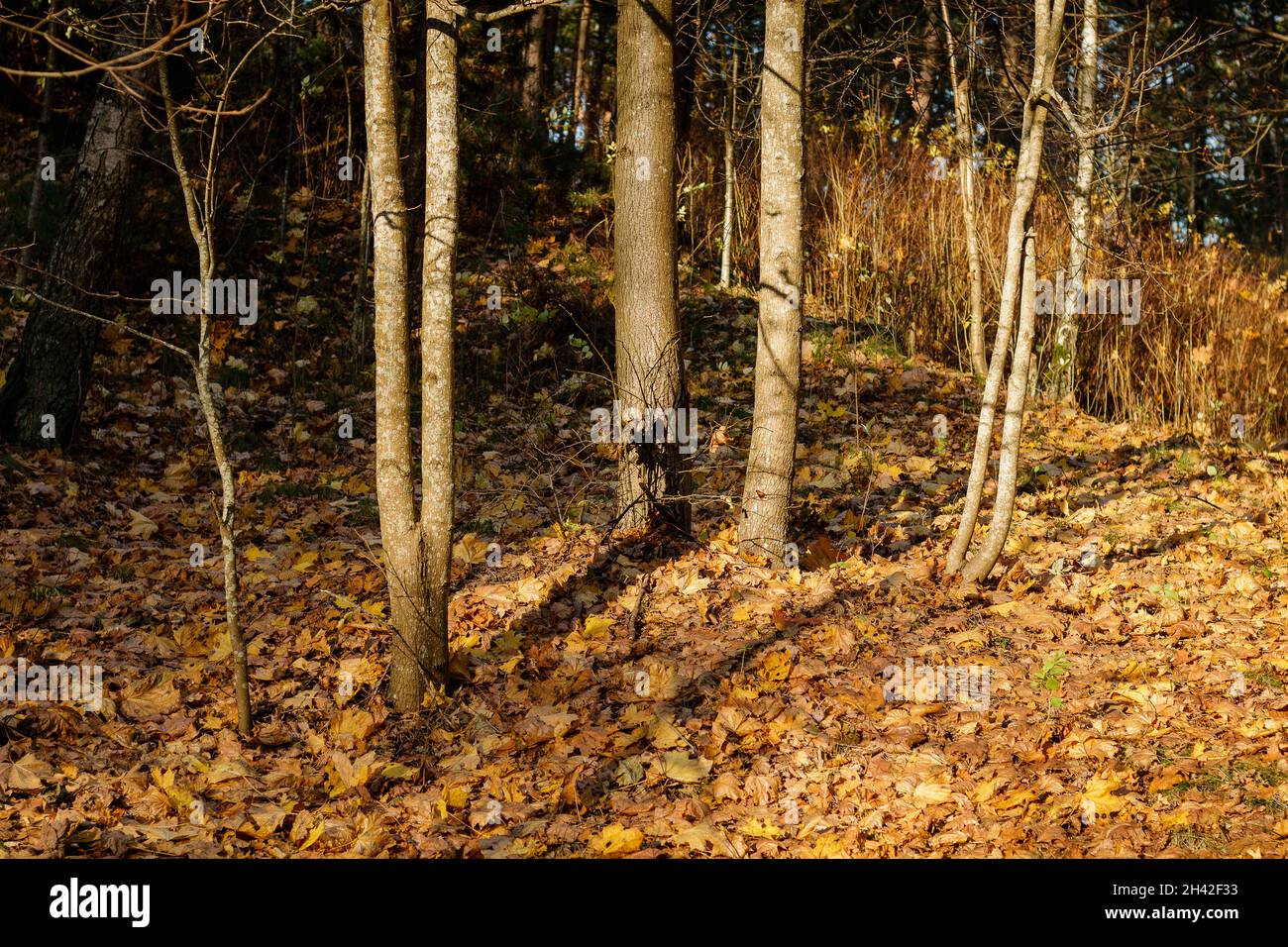Person falling ground hi-res stock photography and images - Alamy