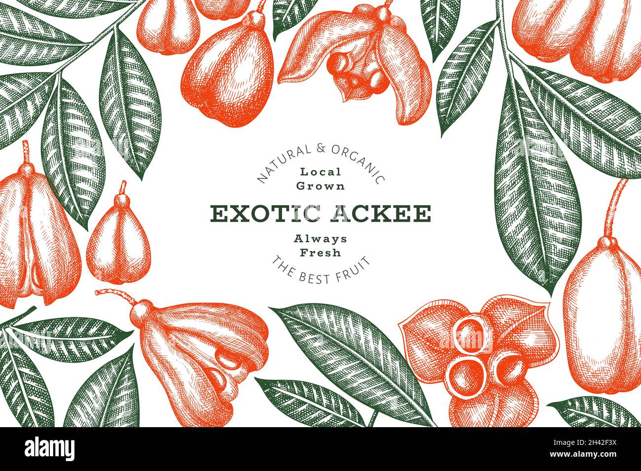 Hand drawn sketch style ackee banner. Organic fresh food vector ...