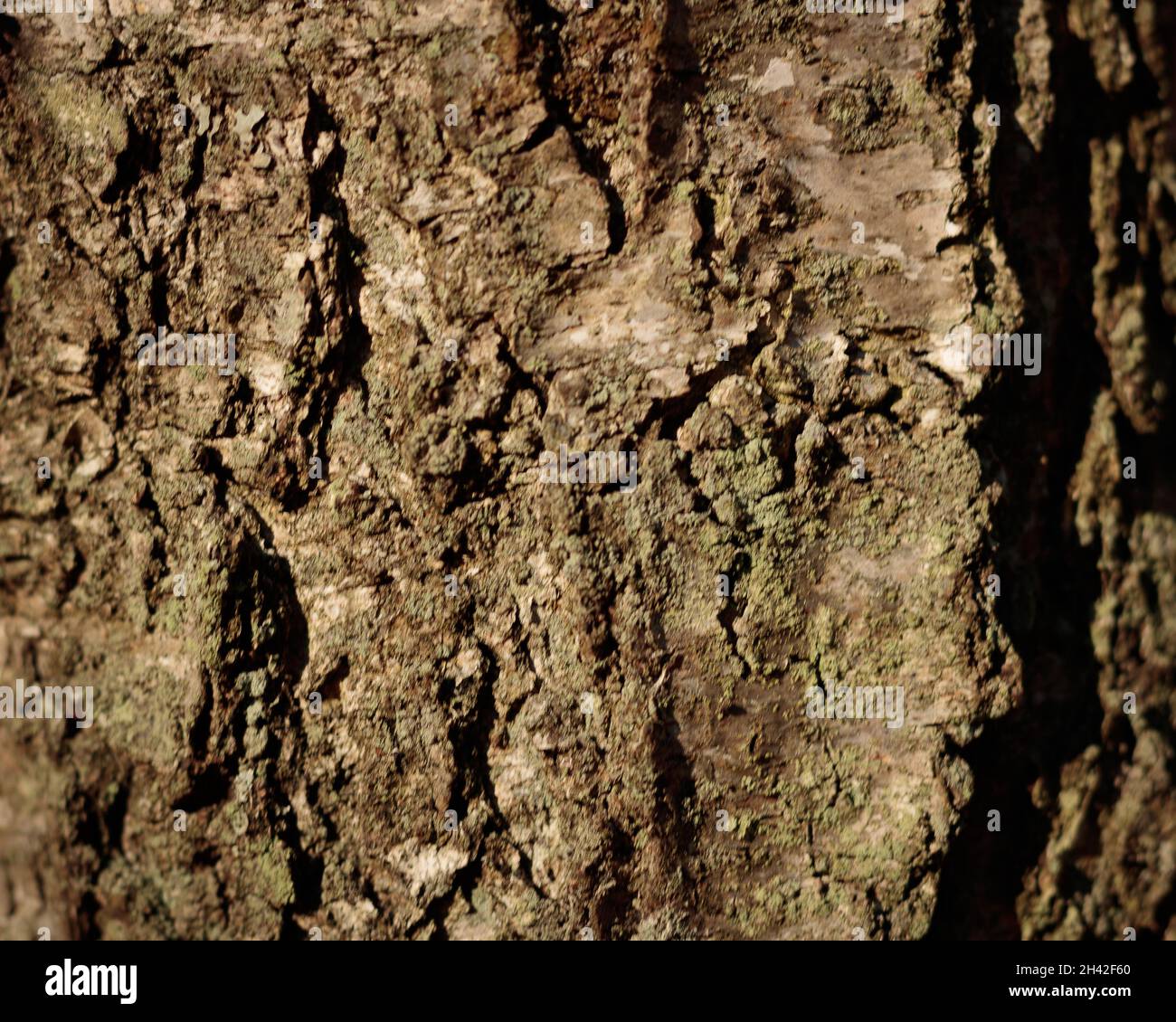 More than a hundred-year-old tree bark. It is rough and consists of ...