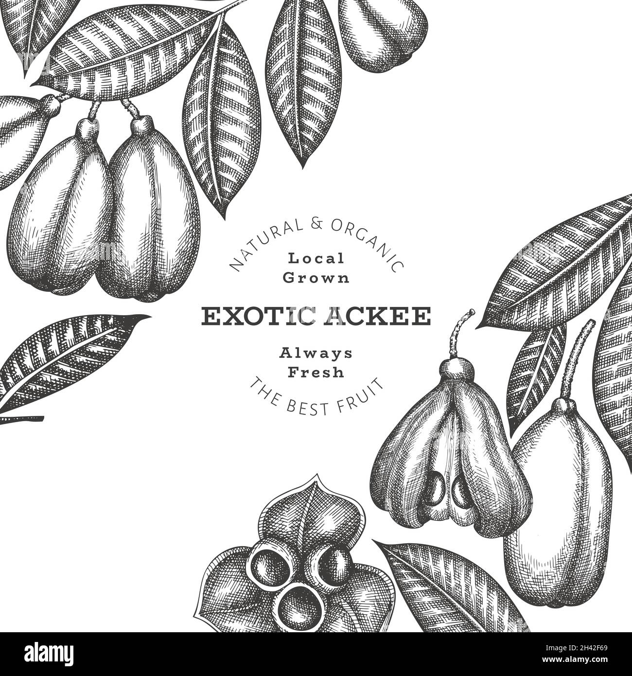 Hand drawn sketch style ackee banner. Organic fresh food vector ...