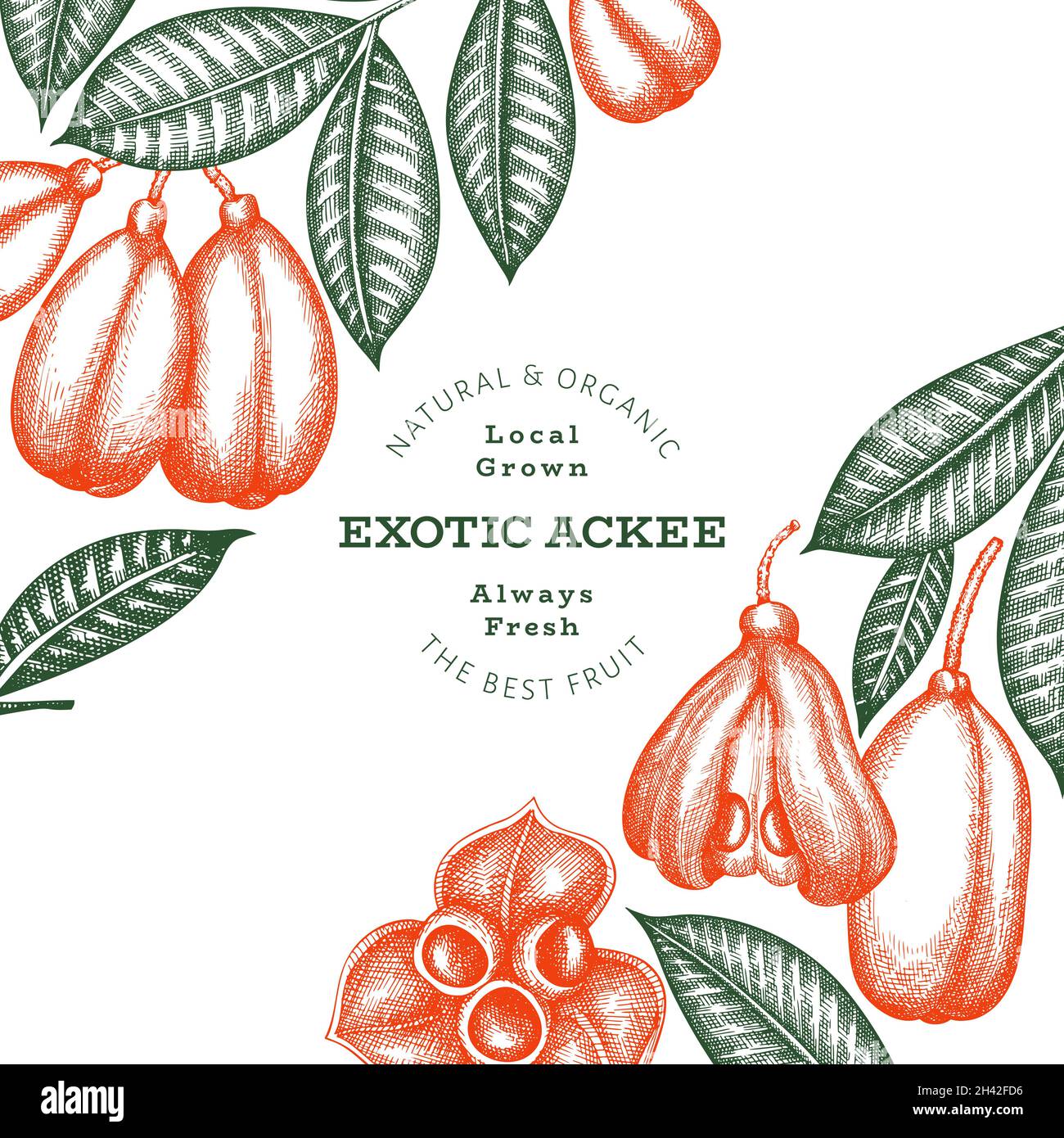 Ackee fruit Stock Vector Images - Alamy