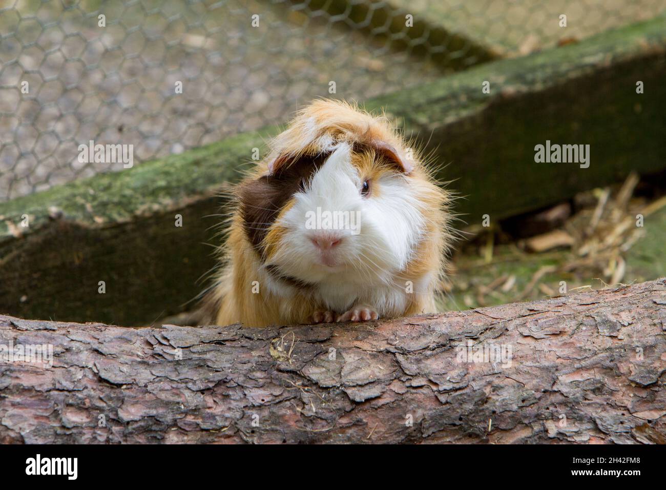 Sheba guineapig hi-res stock photography and images - Alamy