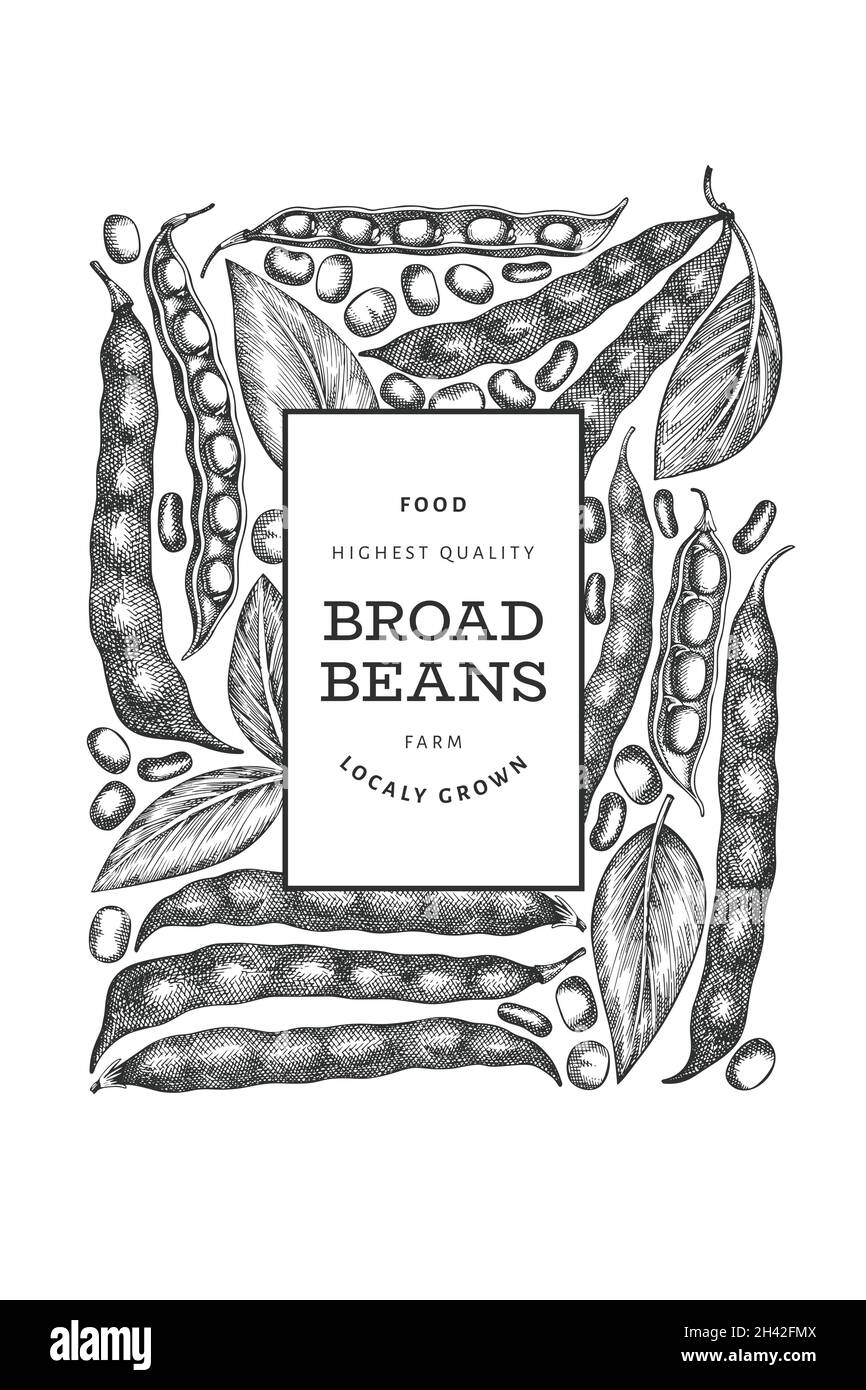 Hand drawn broad beans design template. Organic fresh food vector ...