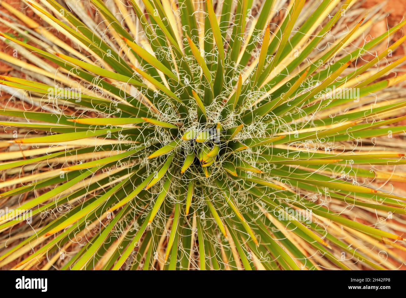 Yucca colorado national monument hi-res stock photography and images ...