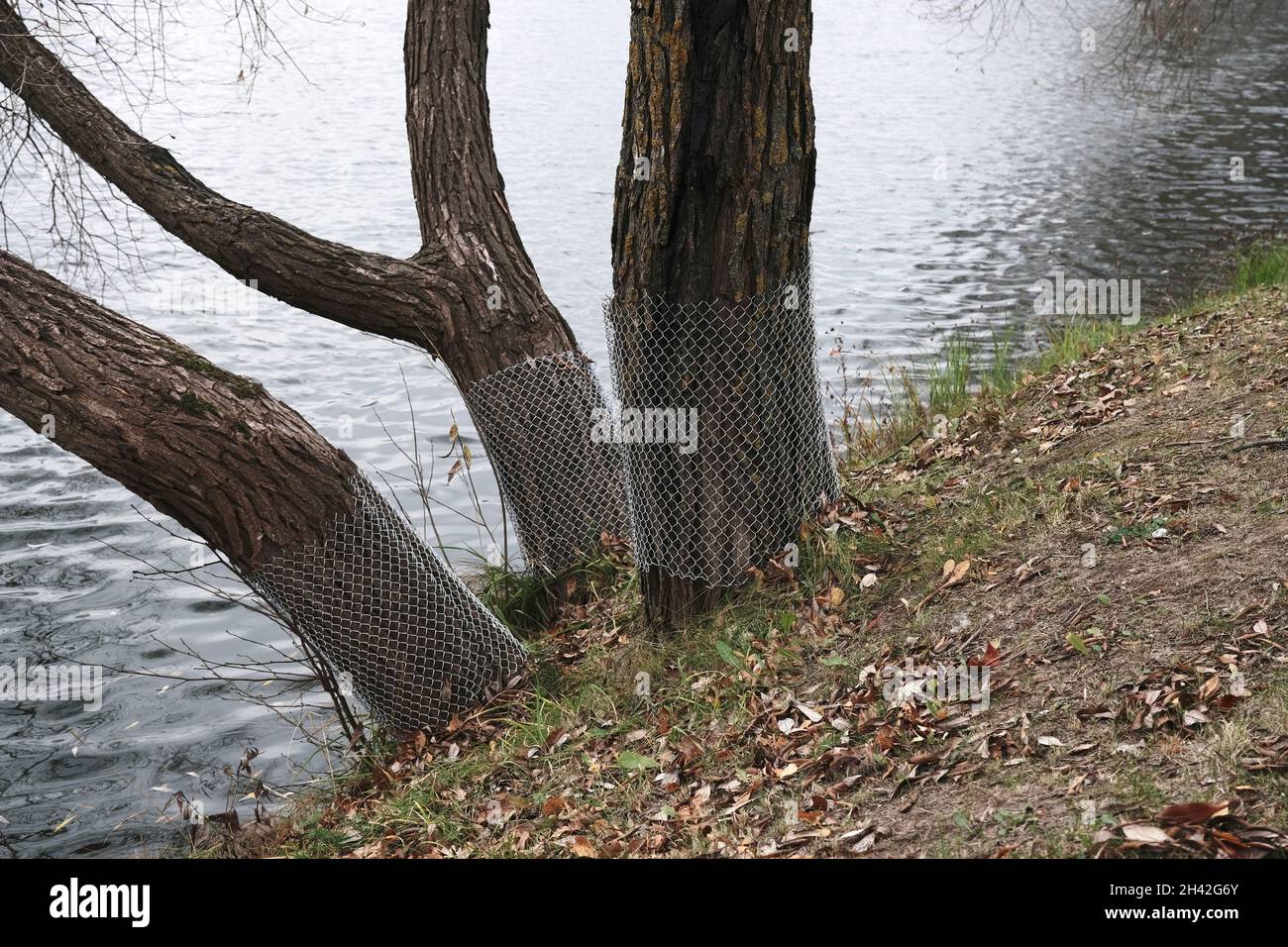 Steel mesh fencing on trees to keep out beavers. Wrap trees with a ...