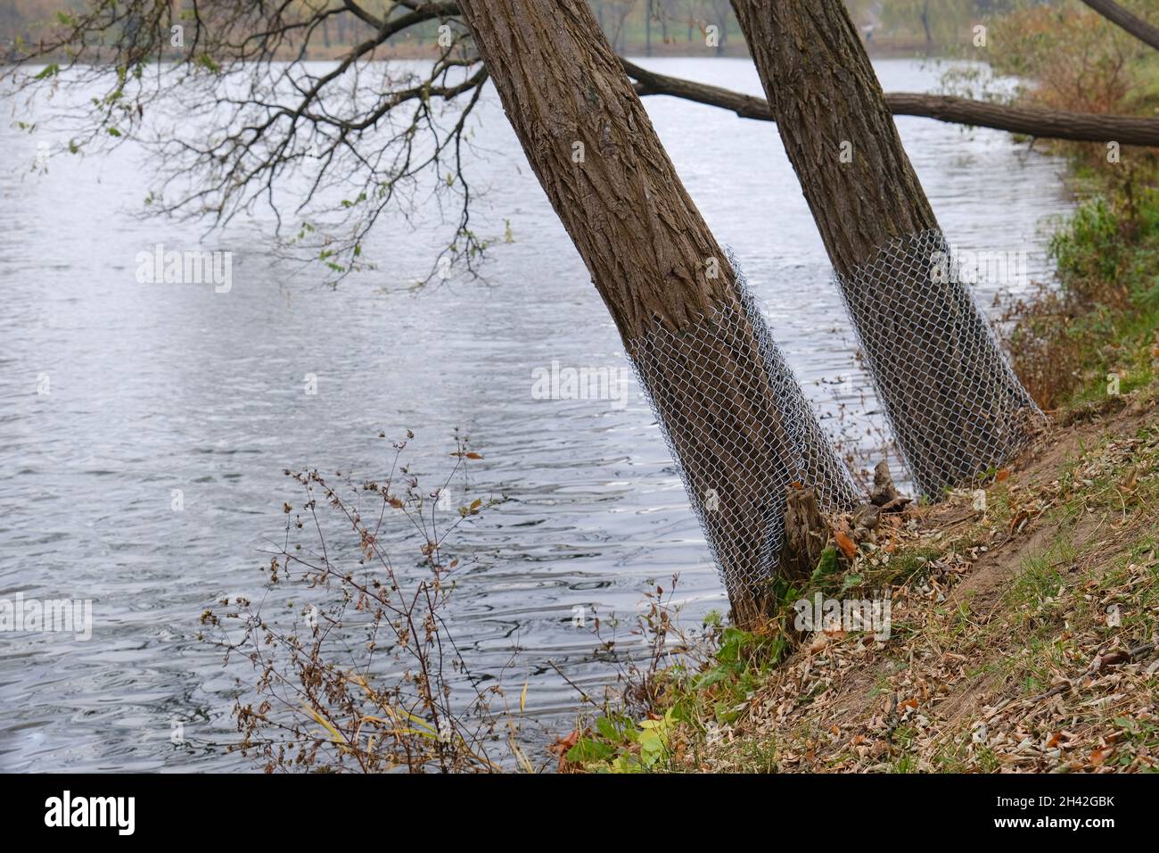 Steel mesh fencing on trees to keep out beavers. Wrap trees with a ...