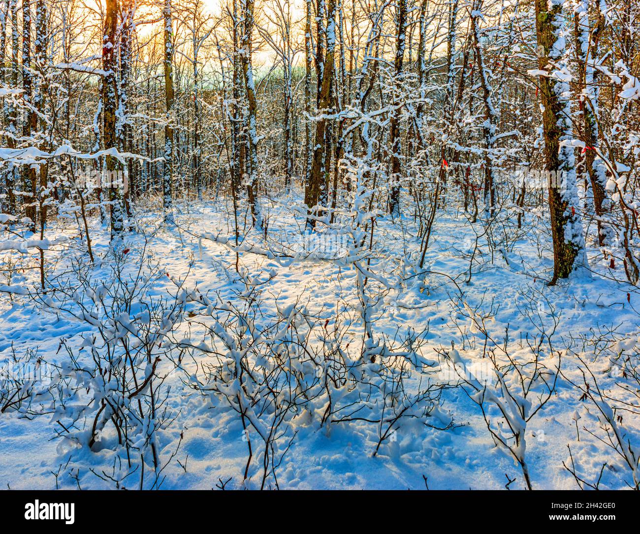 Picturesque frozen forest hi-res stock photography and images - Alamy