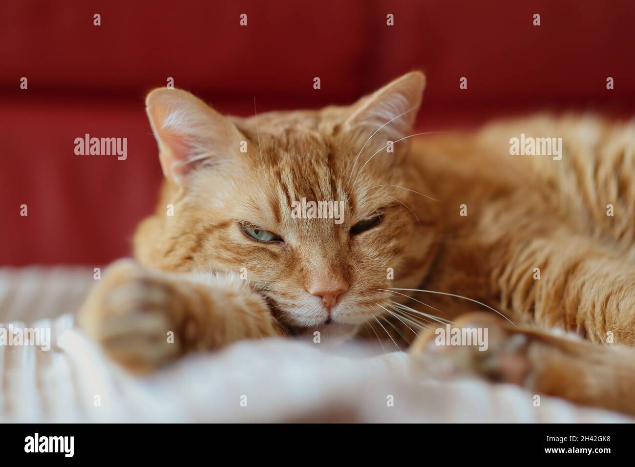 Adorable Ginger Cat with Tired Face Lies Down Indoors. Sleepy Orange ...