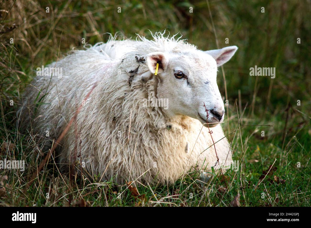 Hereshire sheep hi-res stock photography and images - Alamy