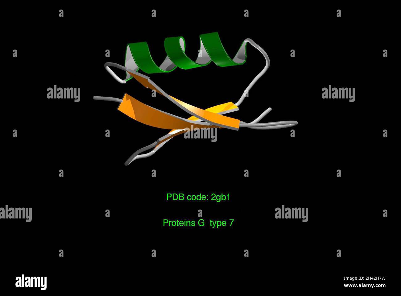 Protein G Type 7, molecular model Stock Photo - Alamy