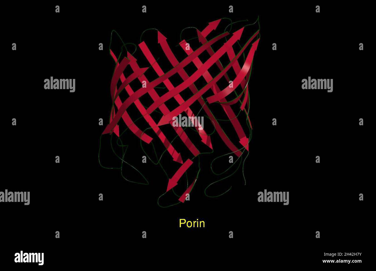 Molecular model of porin, ribbon diagram Stock Photo - Alamy