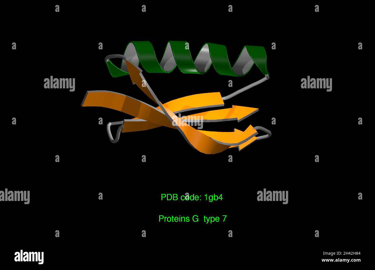 Protein G Type 7, molecular model Stock Photo - Alamy