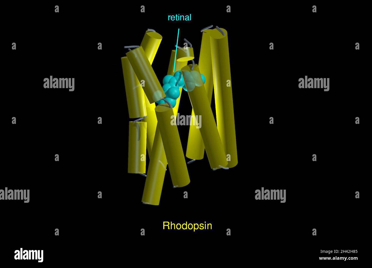 Molecular model of rhodopsin, cylinders/CDK Stock Photo - Alamy