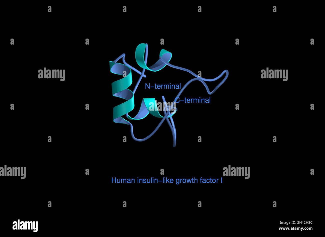 Human insulin-like growth factor 1,mol.model Stock Photo - Alamy