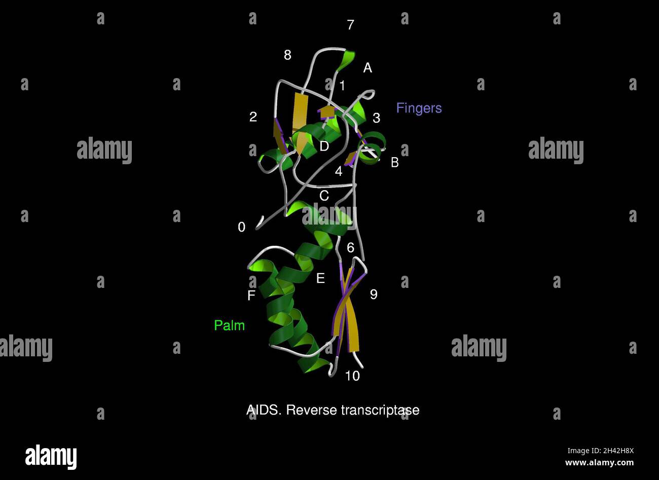 Reverse transcriptase hi-res stock photography and images - Alamy