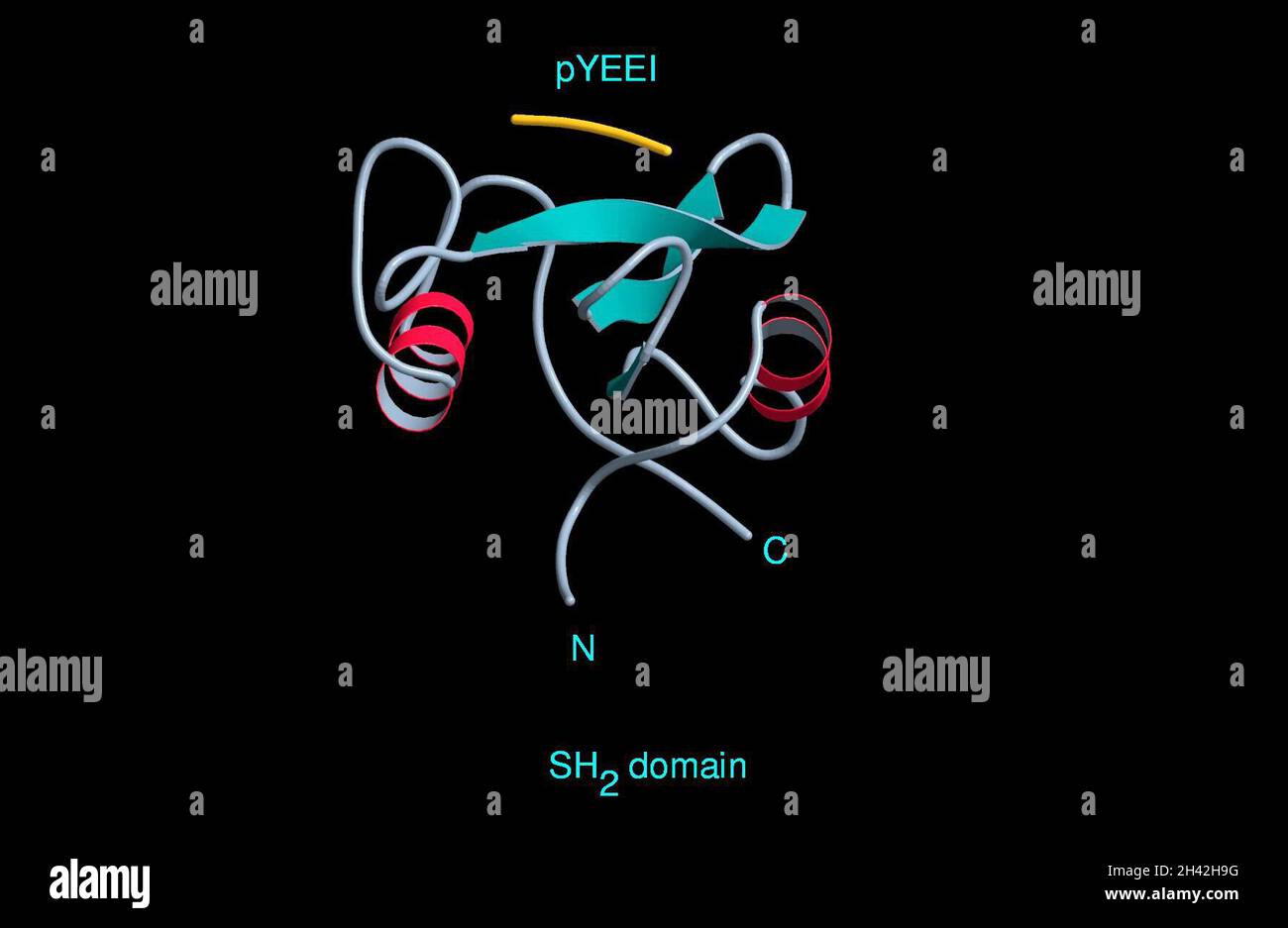 Molecular model of SH2 domain (adaptors Stock Photo - Alamy