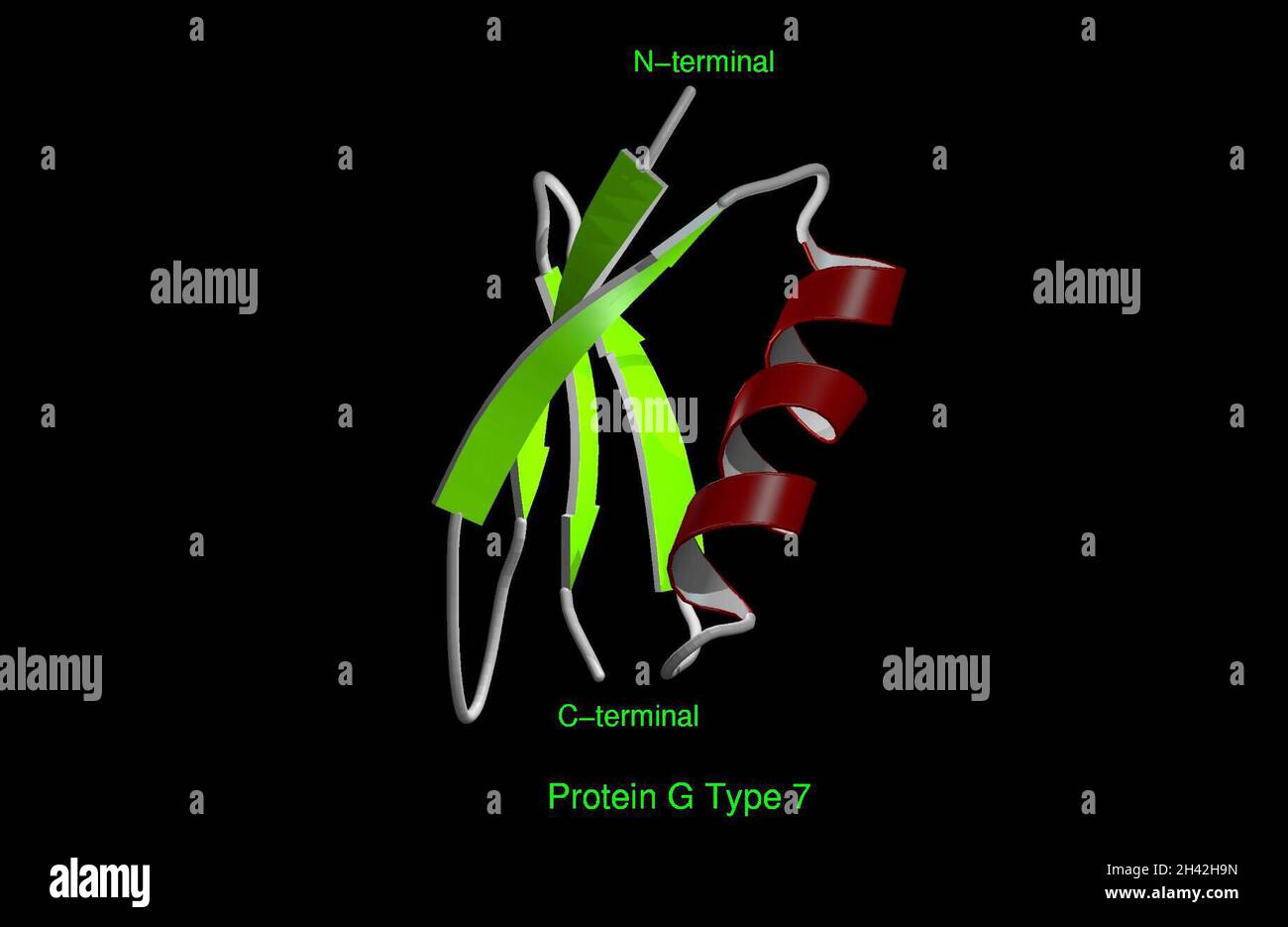 Protein G Type 7, molecular model Stock Photo - Alamy