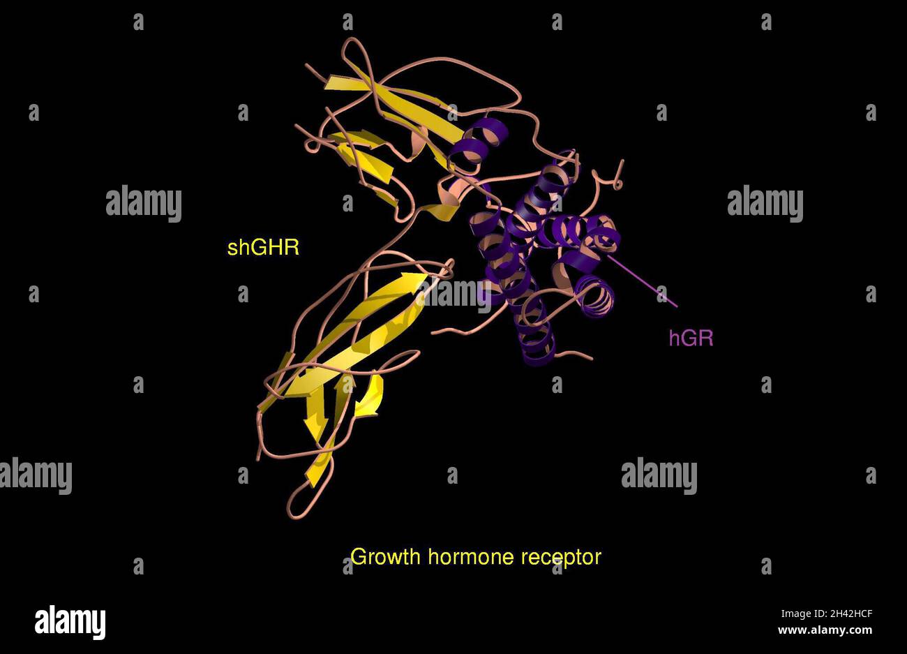 Growth hormone receptor, molecular model Stock Photo - Alamy