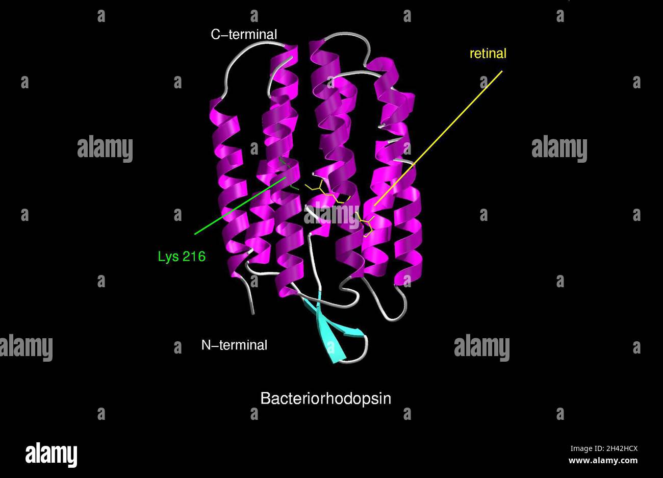 Molecular model of bacteriorhodopsin, ribbon Stock Photo - Alamy