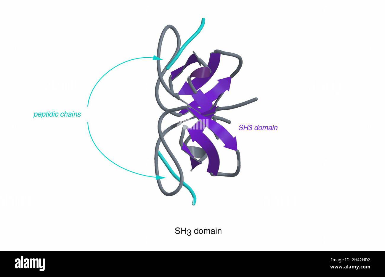 Molecular model of SH3 domain showing peptidic Stock Photo - Alamy