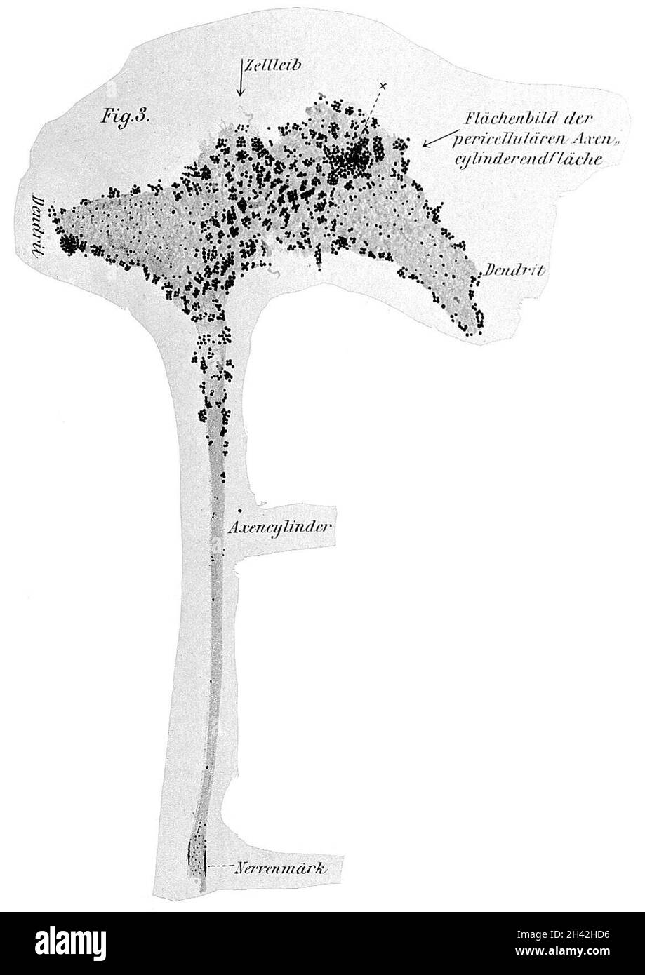 Human cell components Cut Out Stock Images & Pictures - Alamy