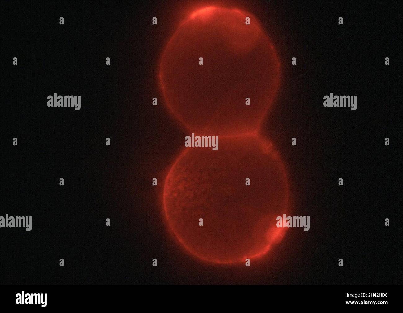 Embryo showing polarisation of membranes Stock Photo - Alamy