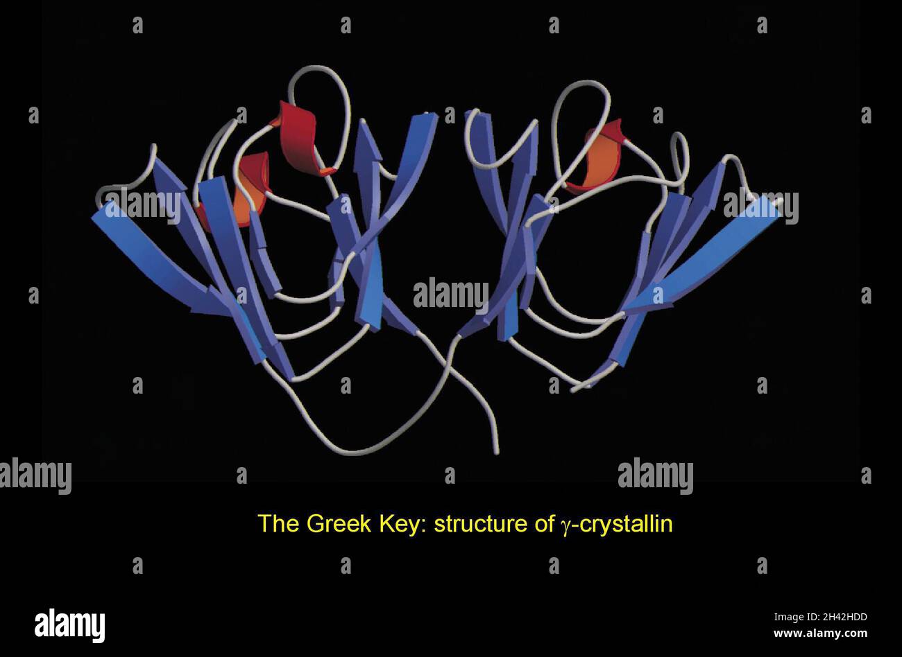 Greek Key, g-crystallin, molecular model Stock Photo - Alamy