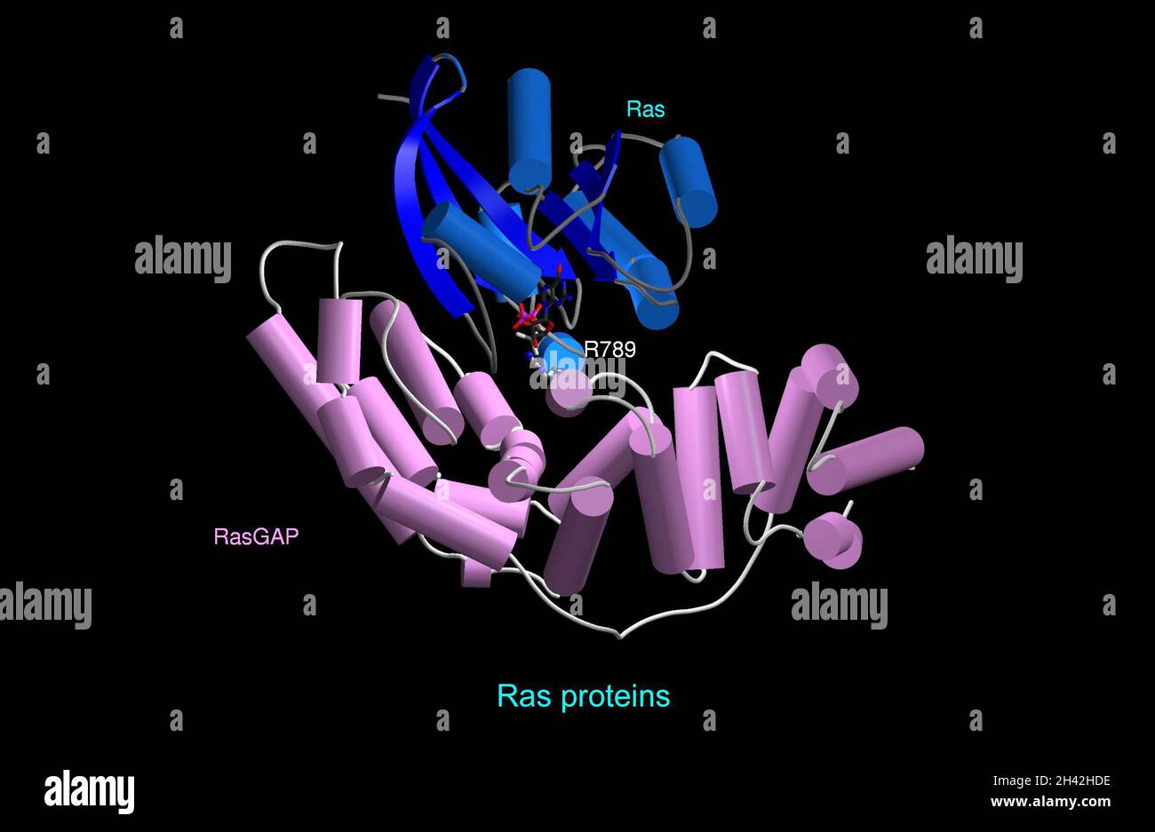 G protein: Ras-RasGAP complex, mol. model Stock Photo - Alamy