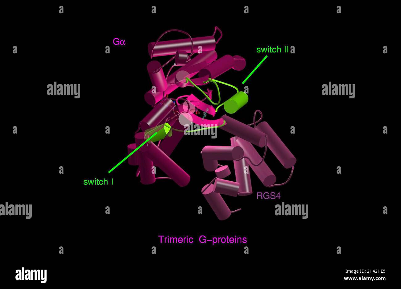 Trimeric G protein, complex with RGS4, model Stock Photo - Alamy