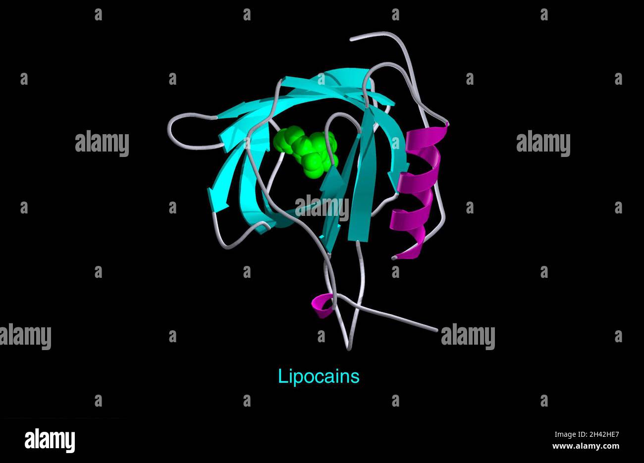 Protein binding model hi-res stock photography and images - Alamy