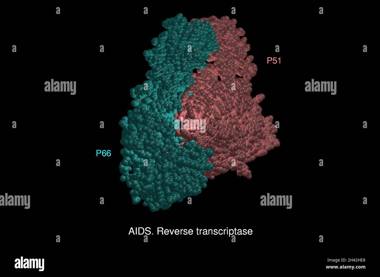 Transcriptase hi-res stock photography and images - Alamy
