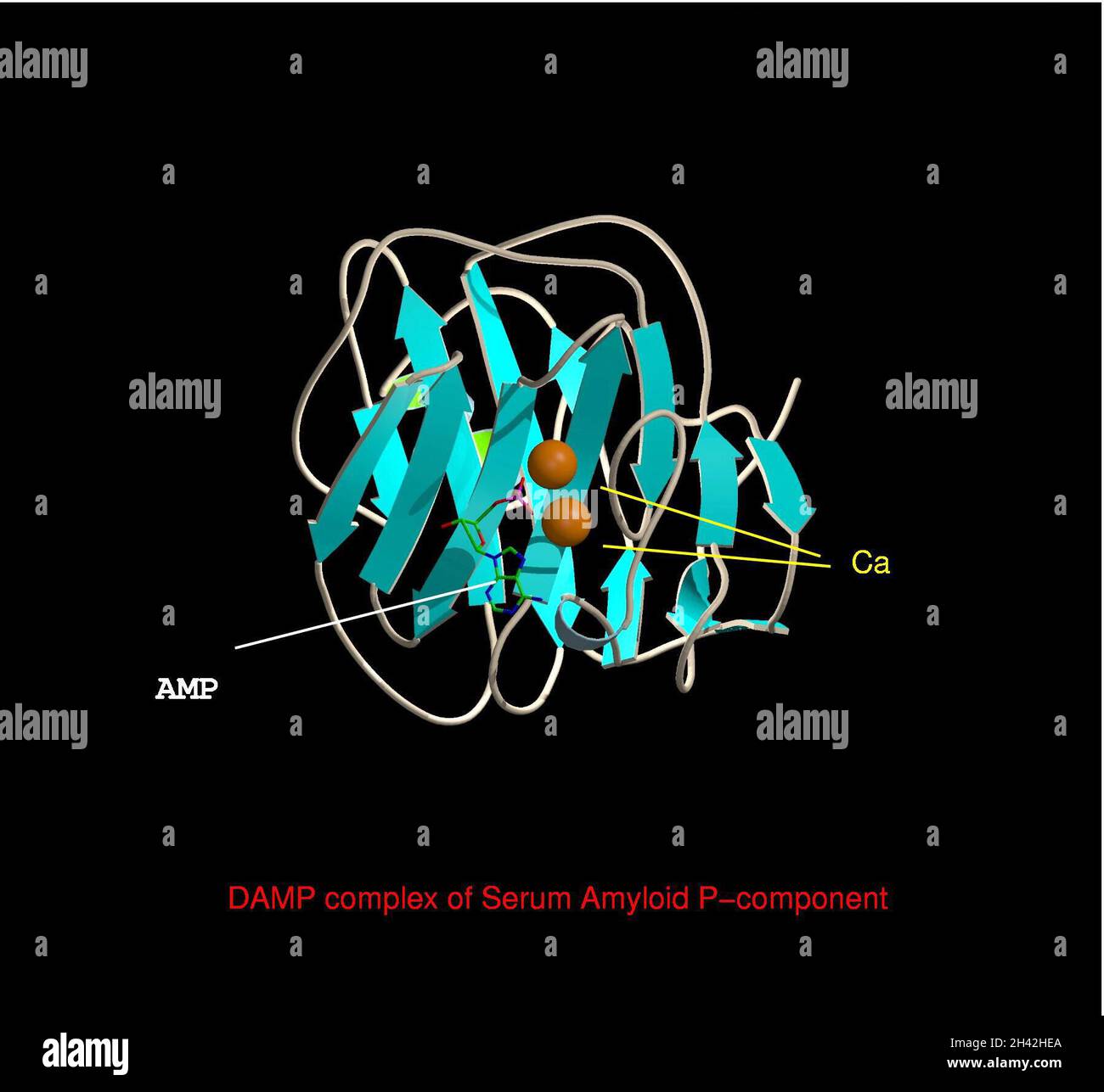DAMP complex of serum amyloid P-component Stock Photo - Alamy