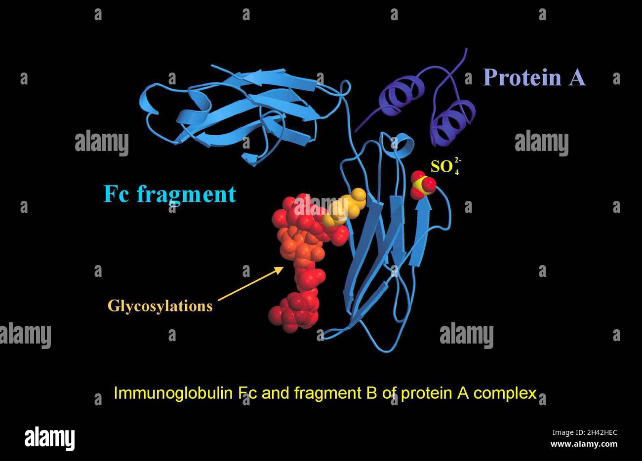 Immunoglobulin Fc & fragment B of protein A Stock Photo - Alamy