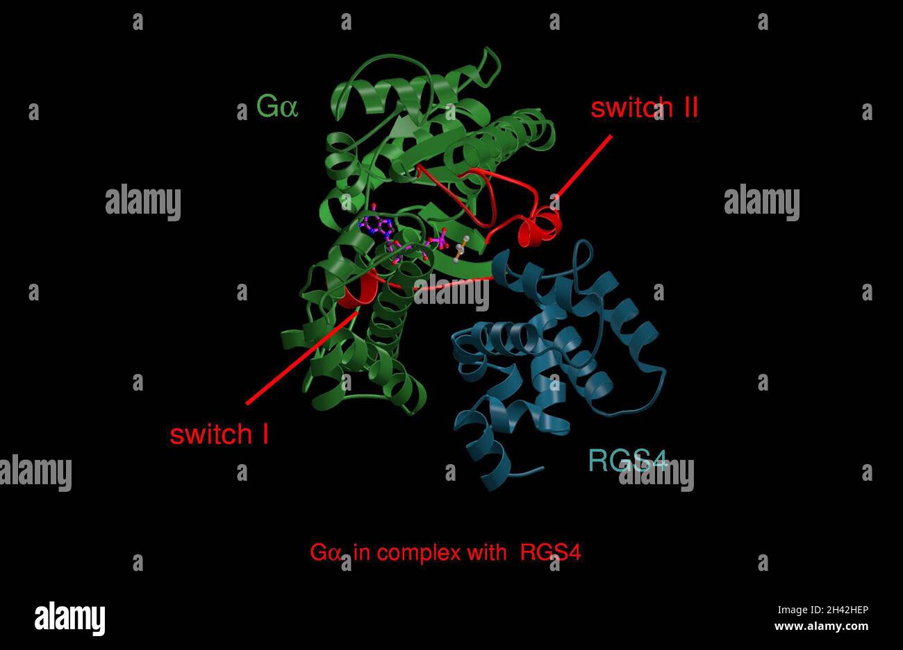 Trimeric G protein, complex with RGS4, model Stock Photo - Alamy