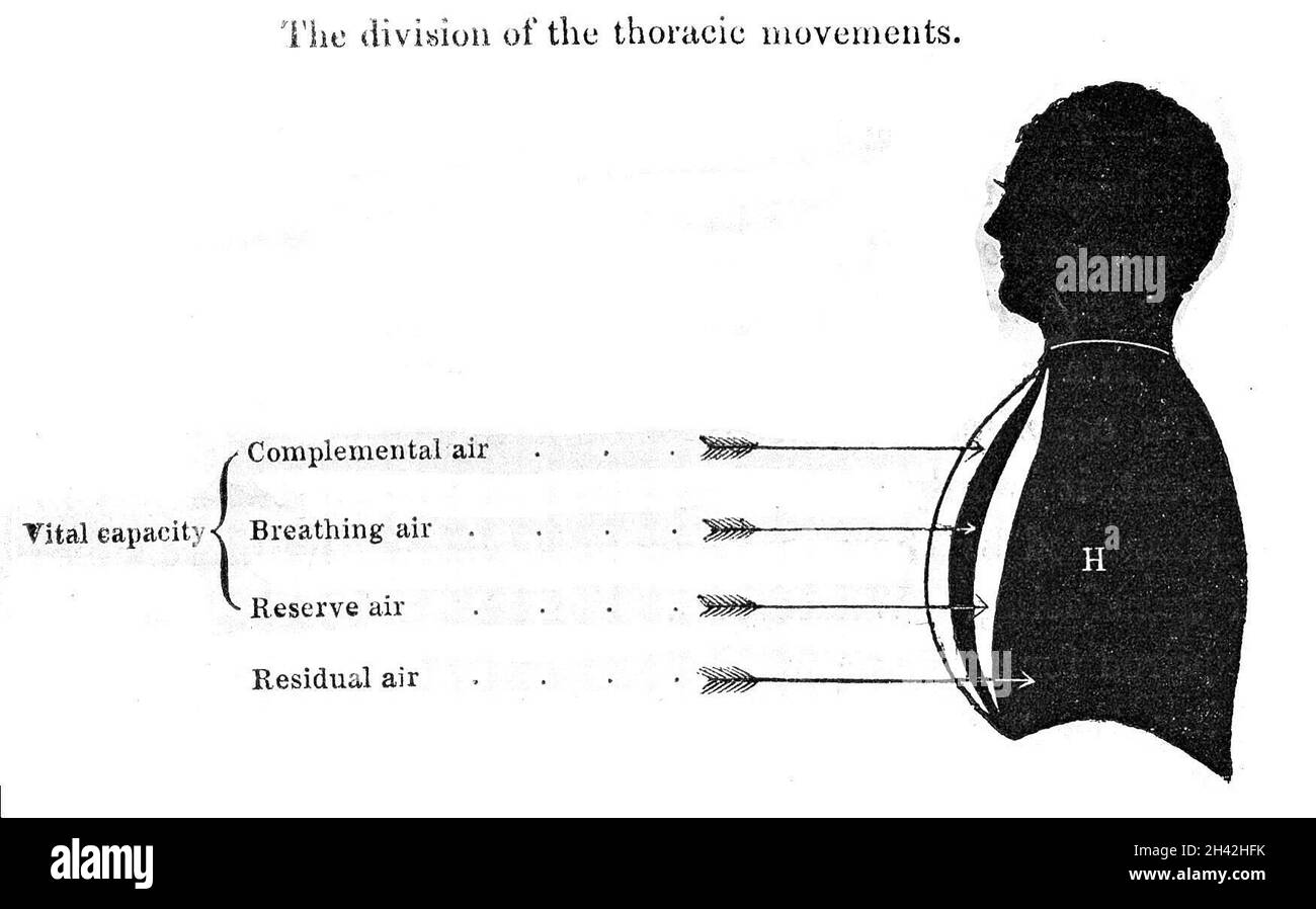 Different kinds of air and their positions in the lungs Stock Photo - Alamy