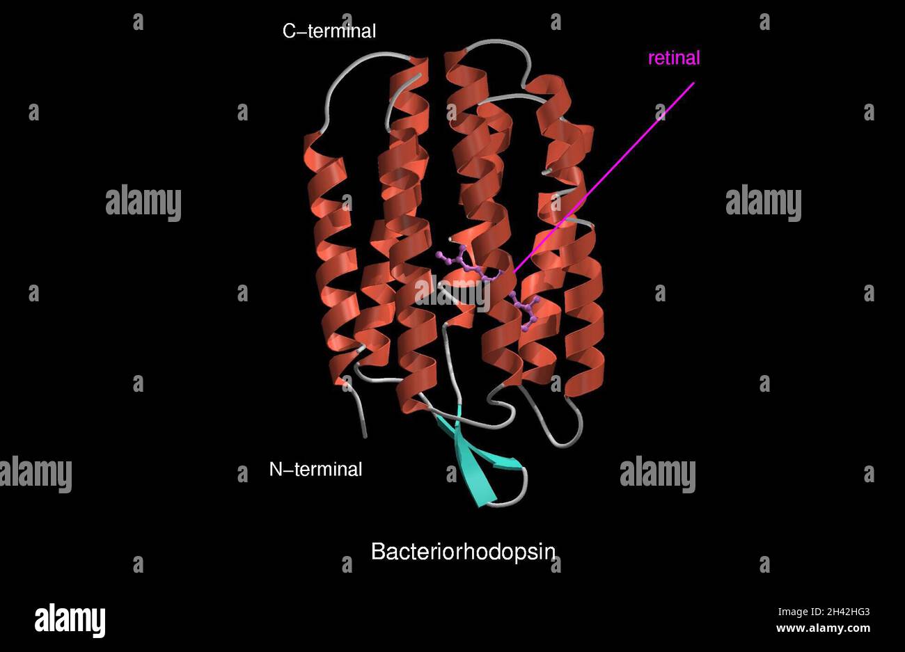 Molecular model bacteriorhodopsin Stock Photo - Alamy
